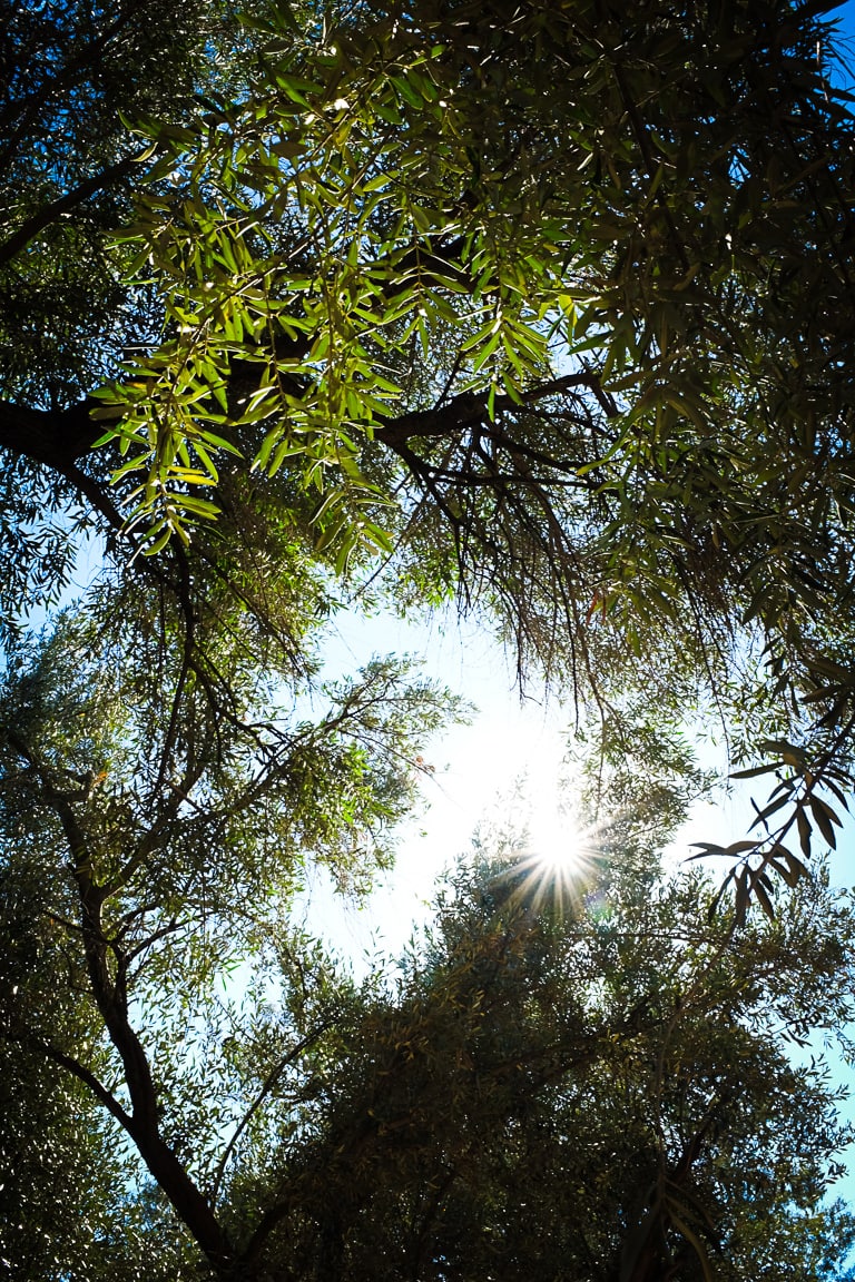 A Day Trip to Ojai, California | 10nineteen