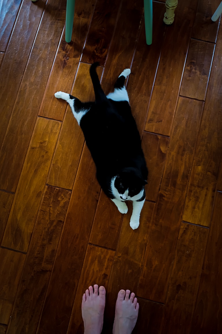 Funny Cat Poses | 10nineteen