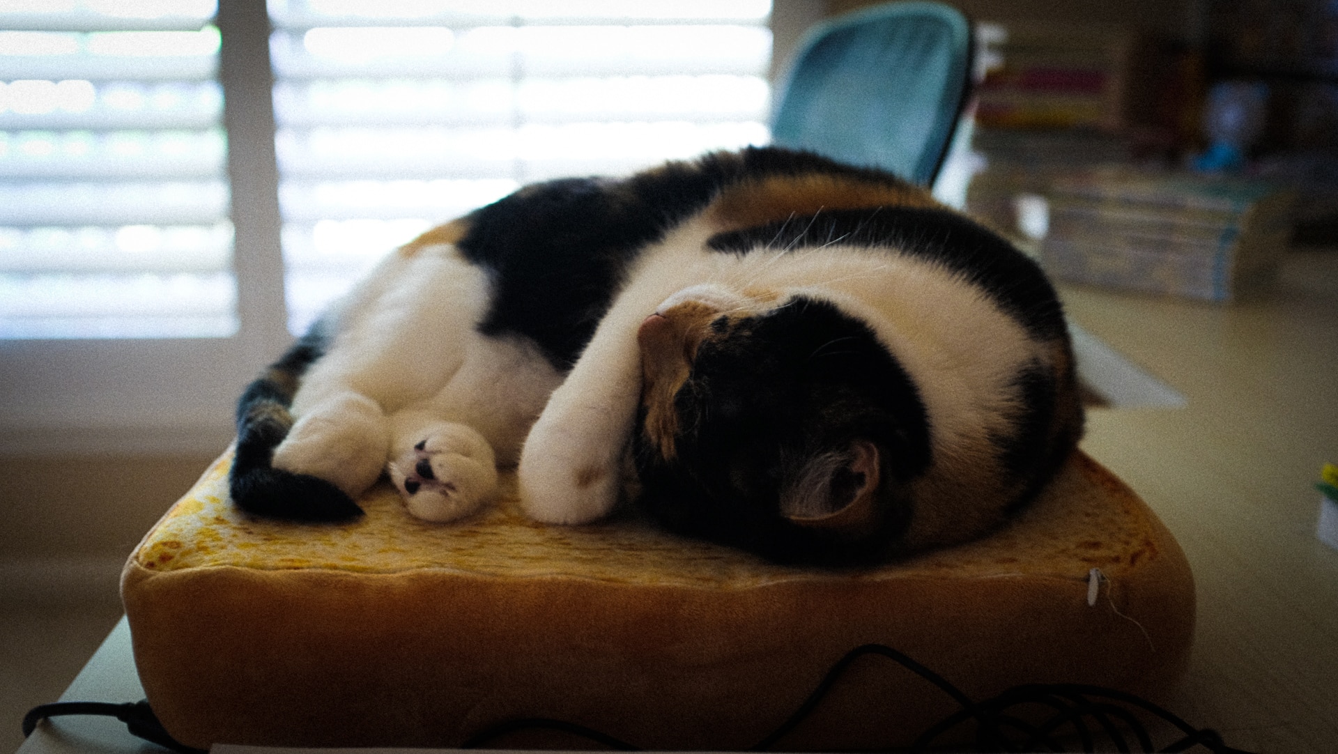 Cat Snapshot | 10nineteen