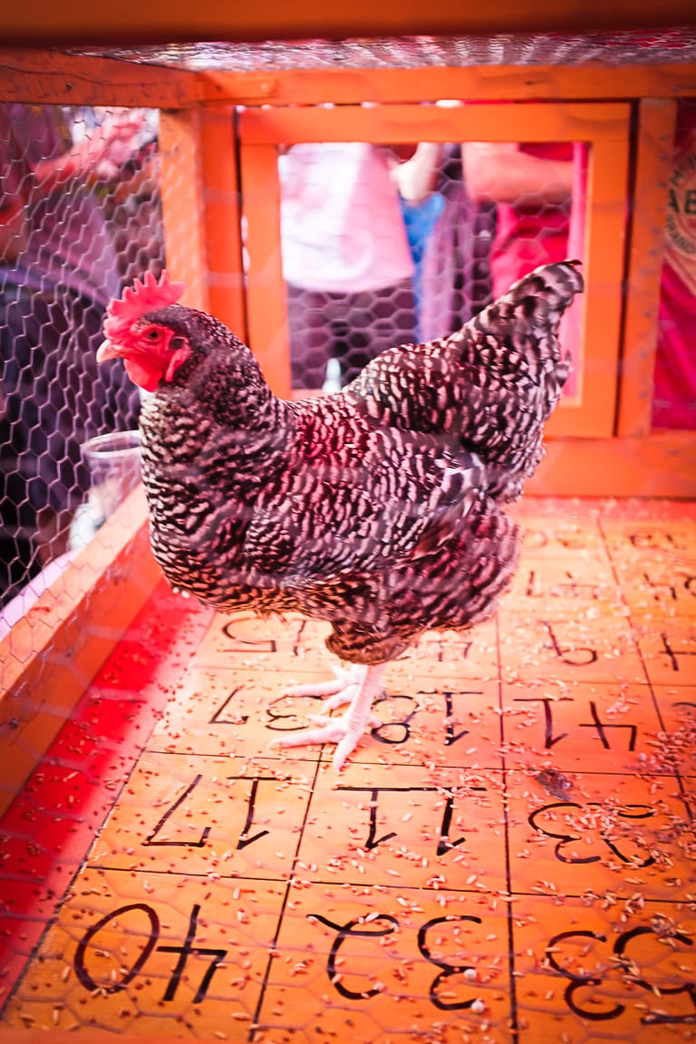 Chicken Sh$t Bingo | 10nineteen