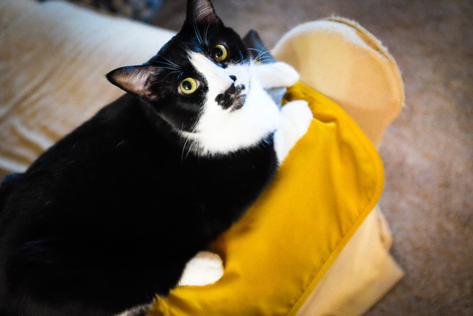 Neko Snapshot | 10nineteen