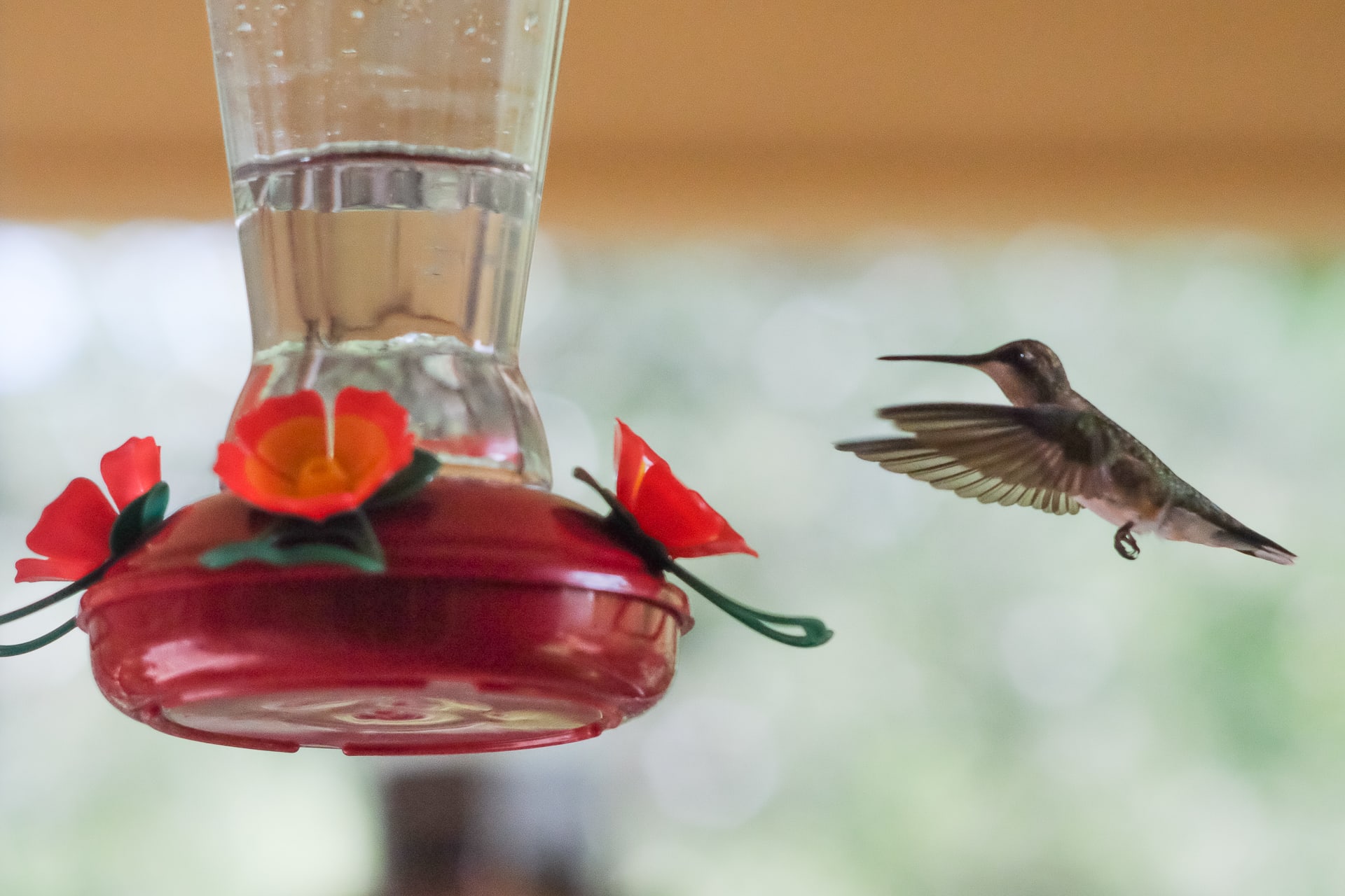 First Hummingbird! | 10nineteen
