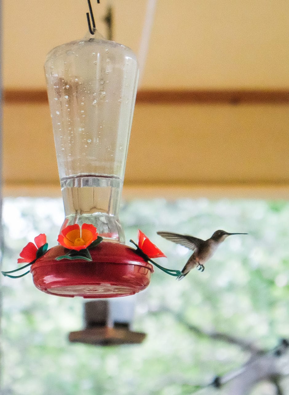 First Hummingbird! | 10nineteen